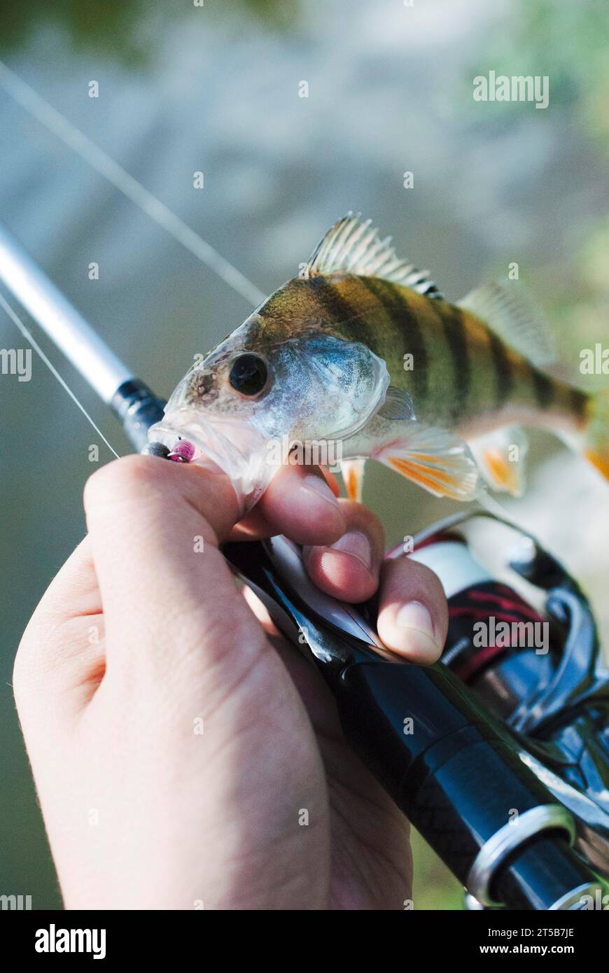 Hand holding caught fish hook Stock Photo - Alamy