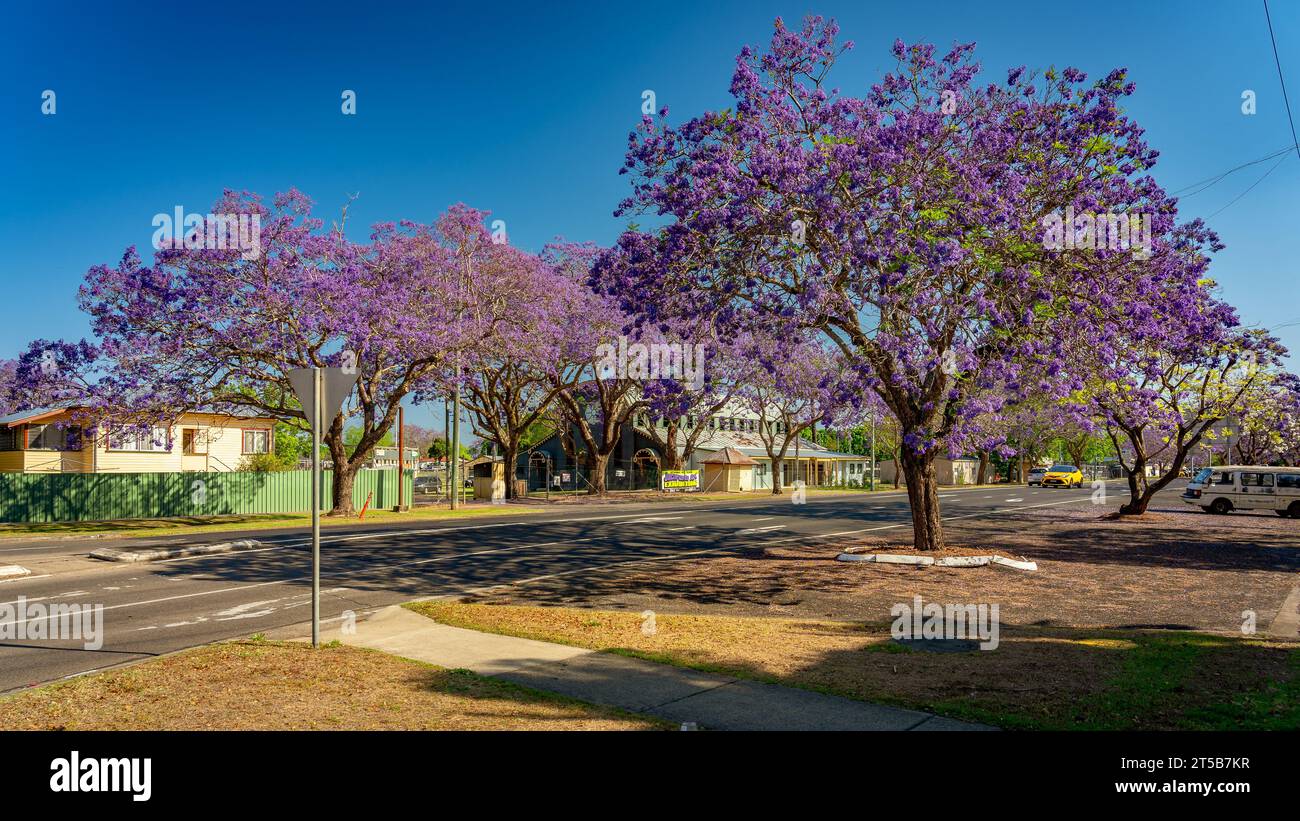 Grafton, NSW, Australia - Blossoming jacaranda trees along Prince St ...