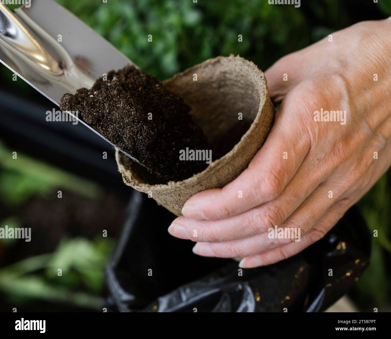 High angle woman putting soil pot planting Stock Photo - Alamy
