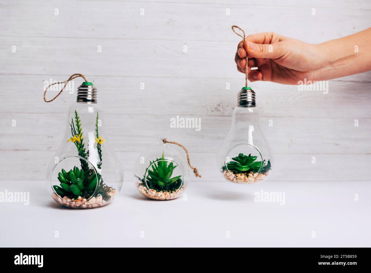 Person holding cactus plant inside light bulb white desk against wooden ...