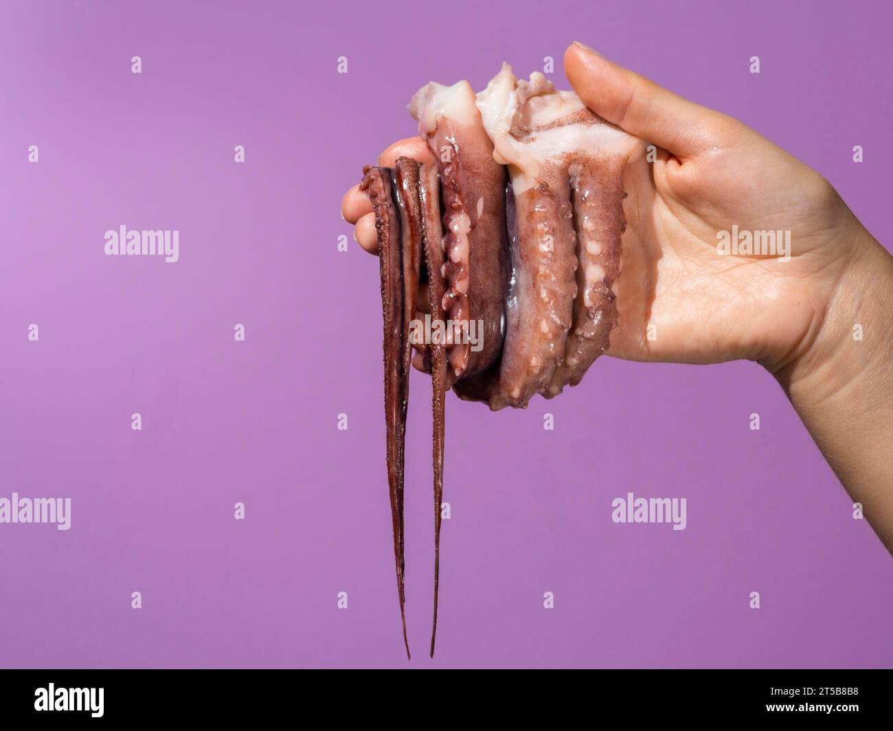 Purple background with hand holding octopus Stock Photo - Alamy