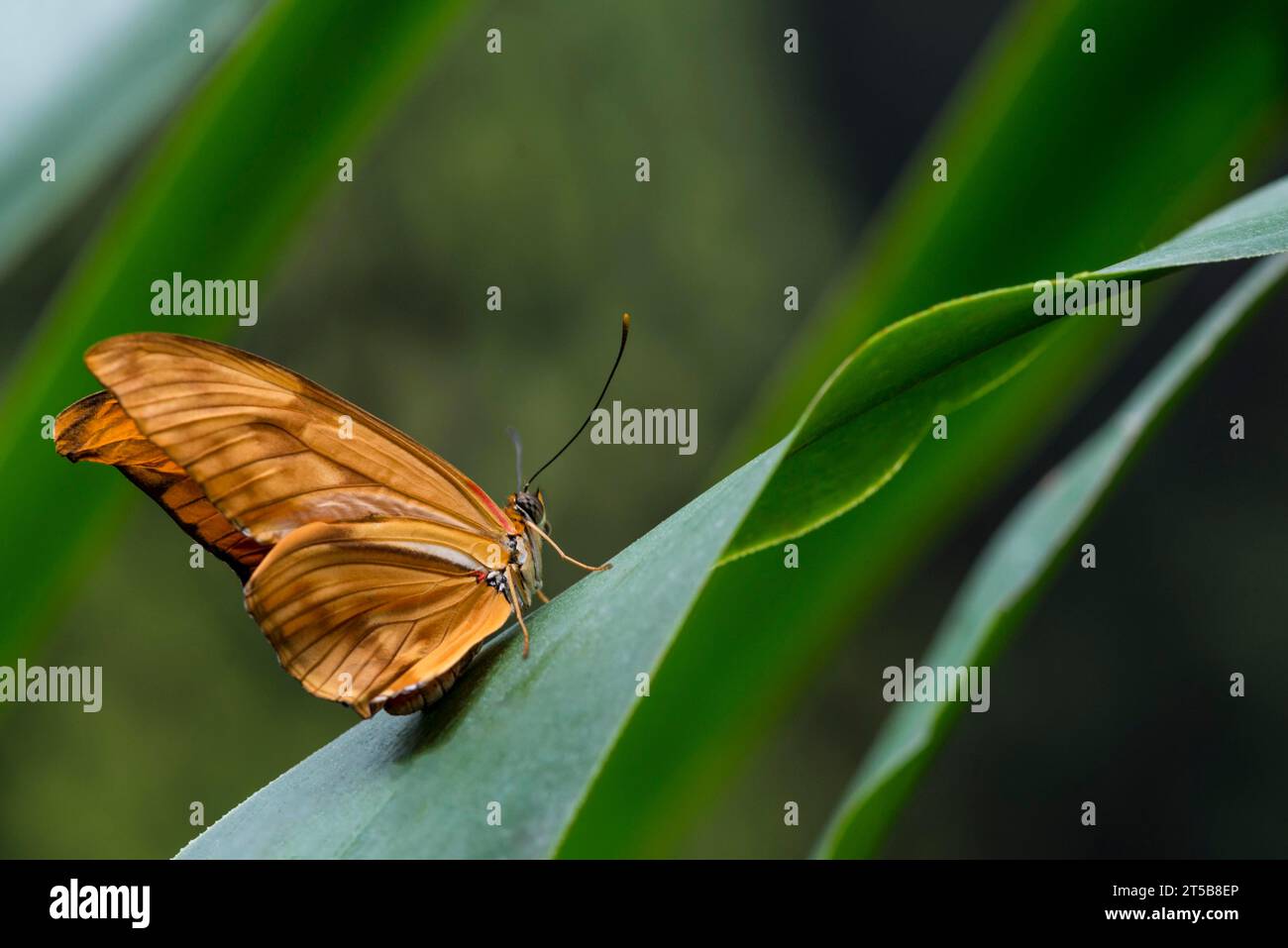 Sideways delicate orange butterfly Stock Photo - Alamy