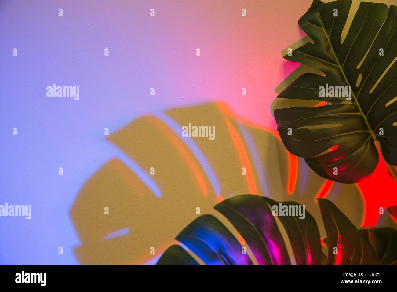 Two monstera leaves with shadow colored backdrop Stock Photo - Alamy