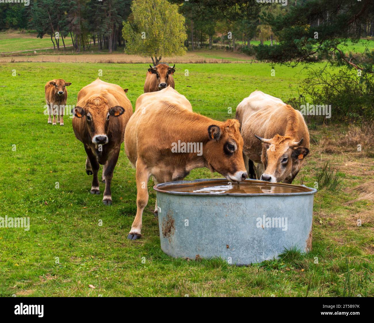 Cows around a watering trough in Lozère in France Stock Photo - Alamy