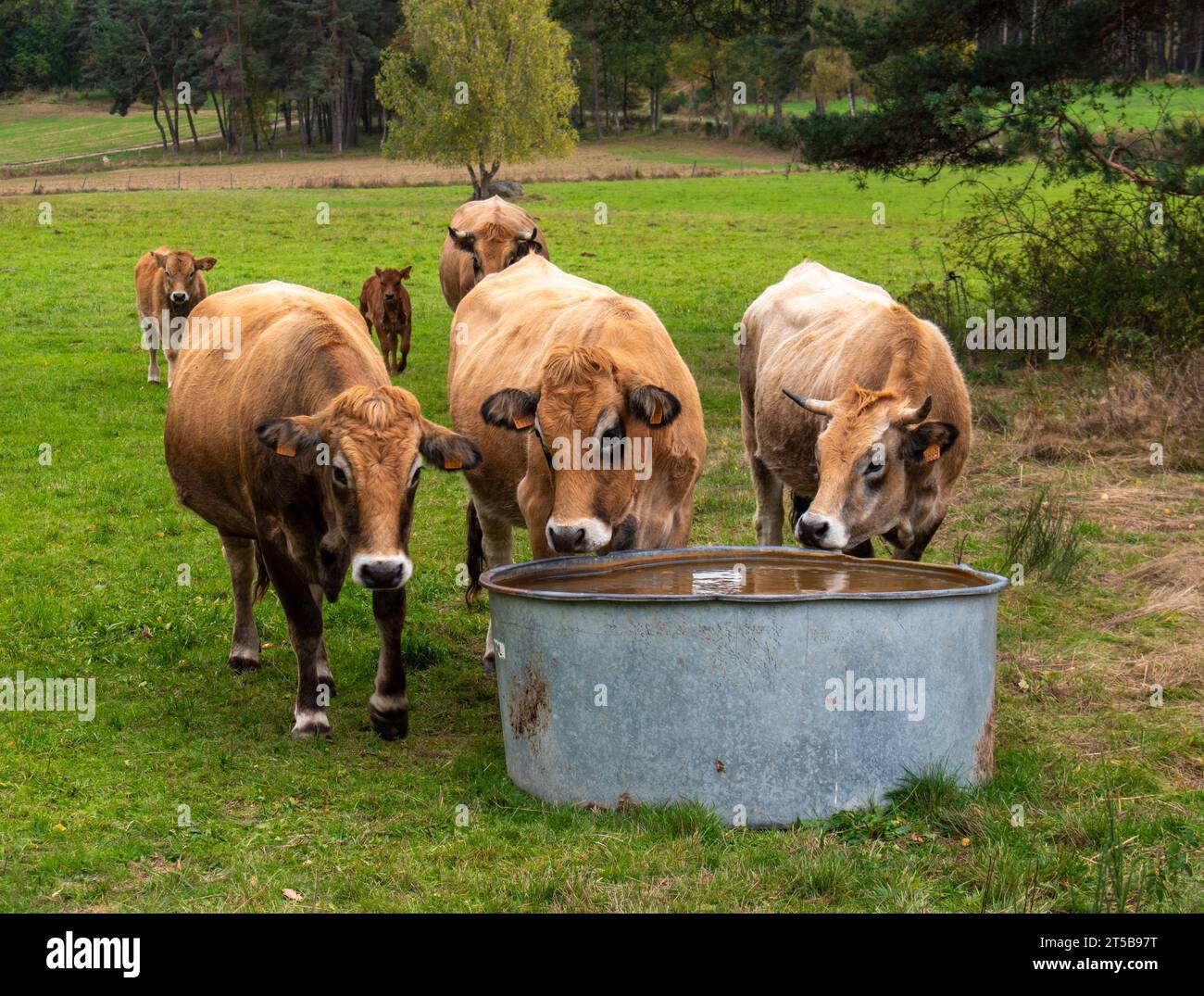 Cows drinking water trough hi-res stock photography and images - Alamy