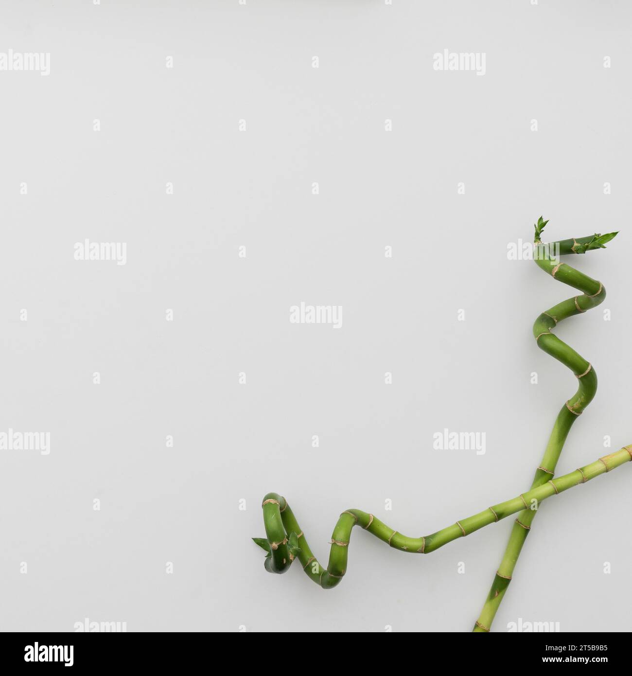 Bamboo stick hi-res stock photography and images - Alamy