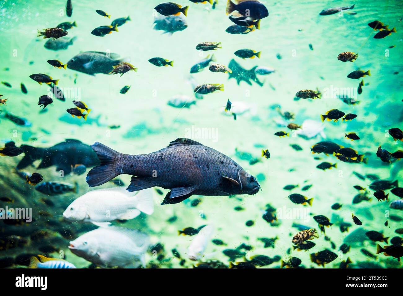 Beautiful fishes swimming sea water Stock Photo - Alamy