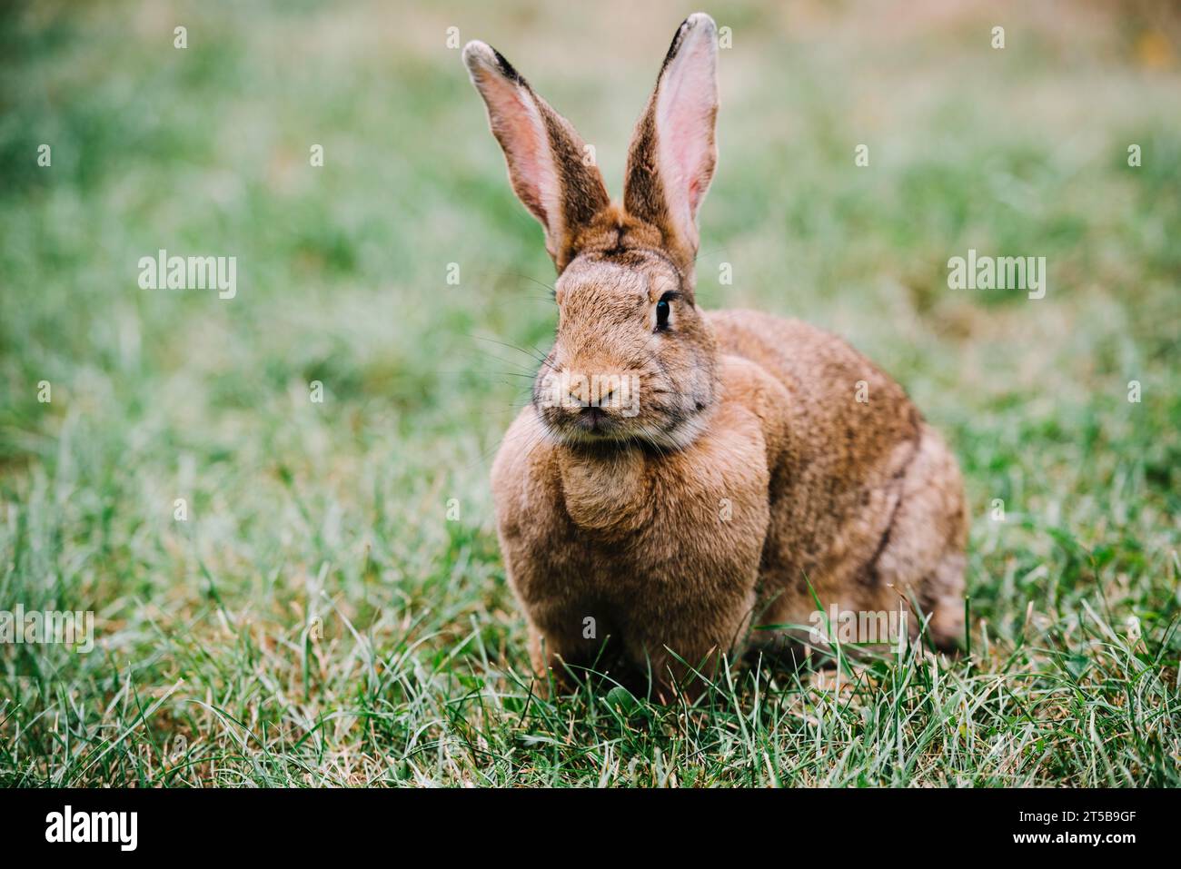 Brown hare with big ears sitting green grass Stock Photo - Alamy