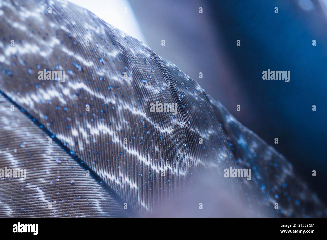 Shiny feather hi-res stock photography and images - Alamy
