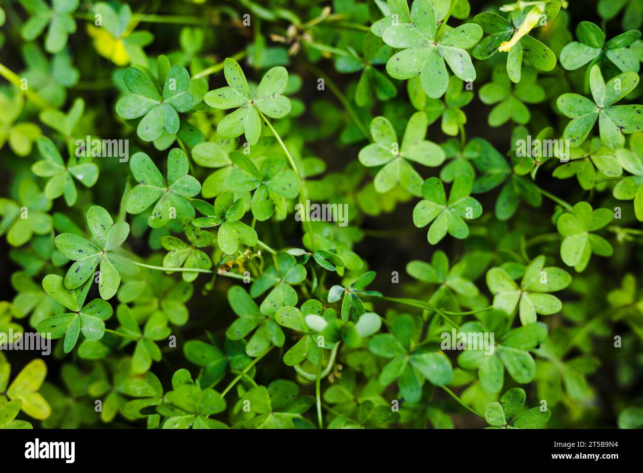 Buttercup leaves hi-res stock photography and images - Alamy