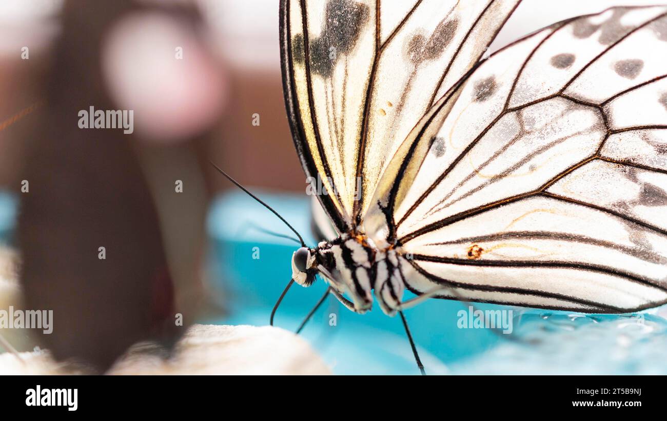 Butterfly concept hi-res stock photography and images - Alamy