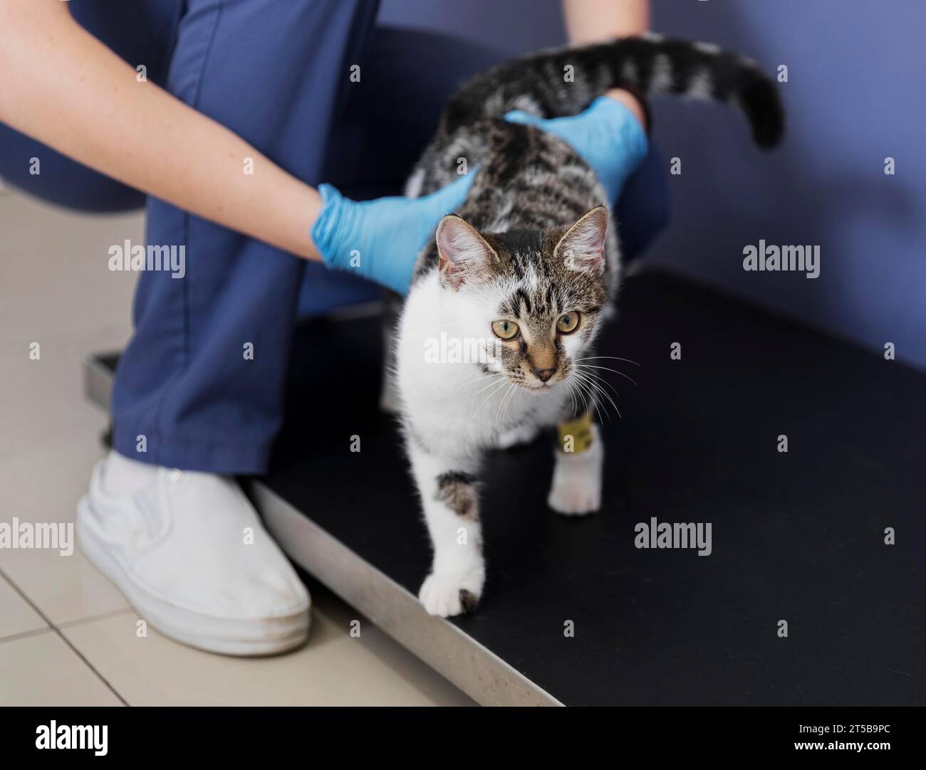 Close up doctor holding cat with leg injury Stock Photo - Alamy