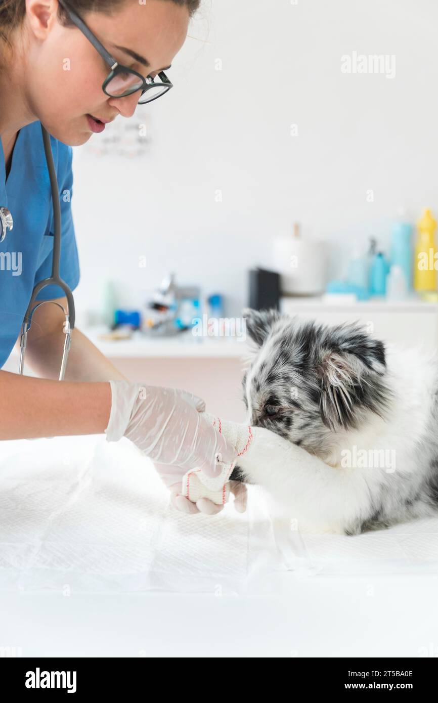 Female veterinarian applying bandage wounded dog s paw Stock Photo - Alamy