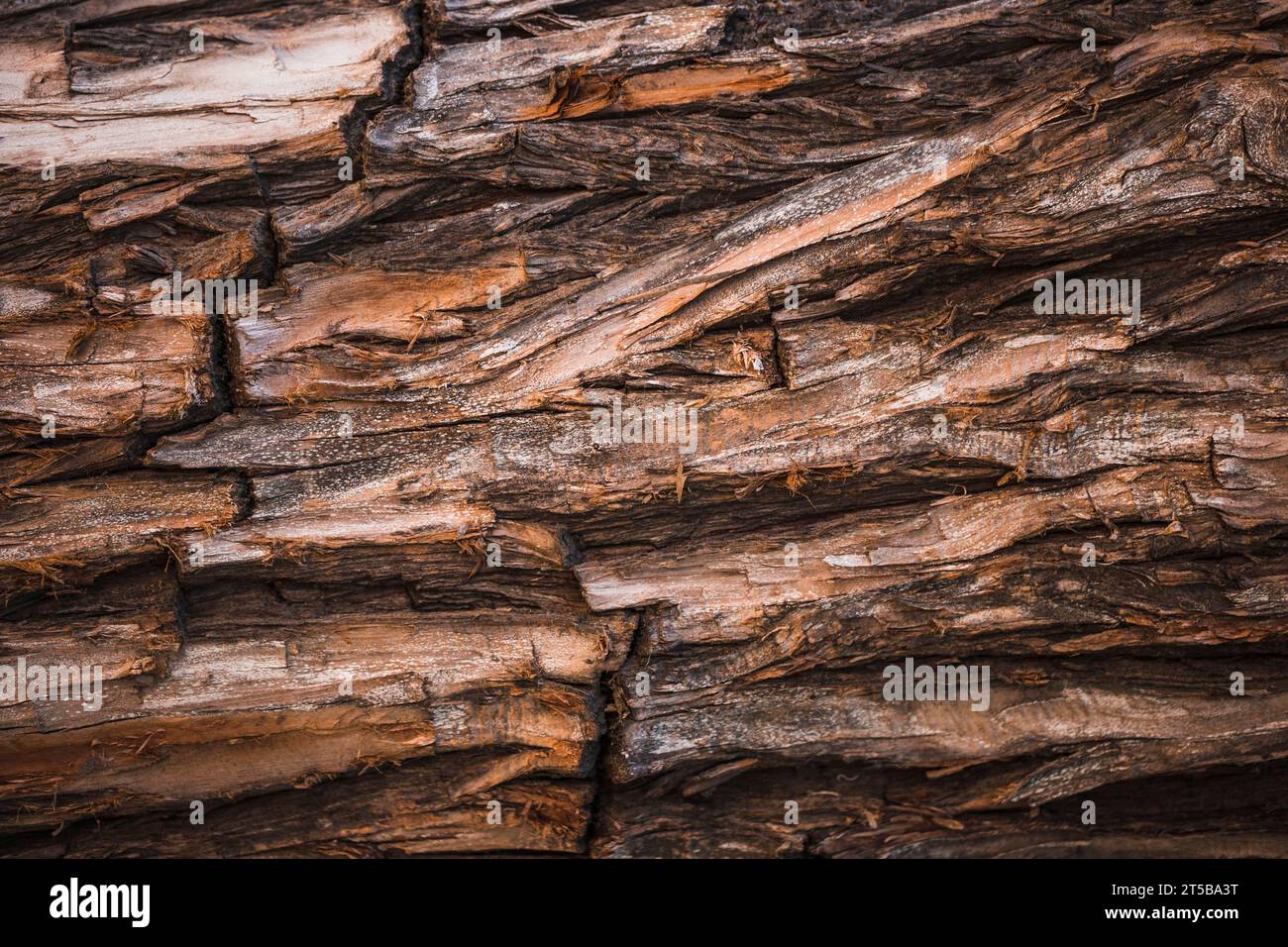 Detail brown trunk Stock Photo - Alamy