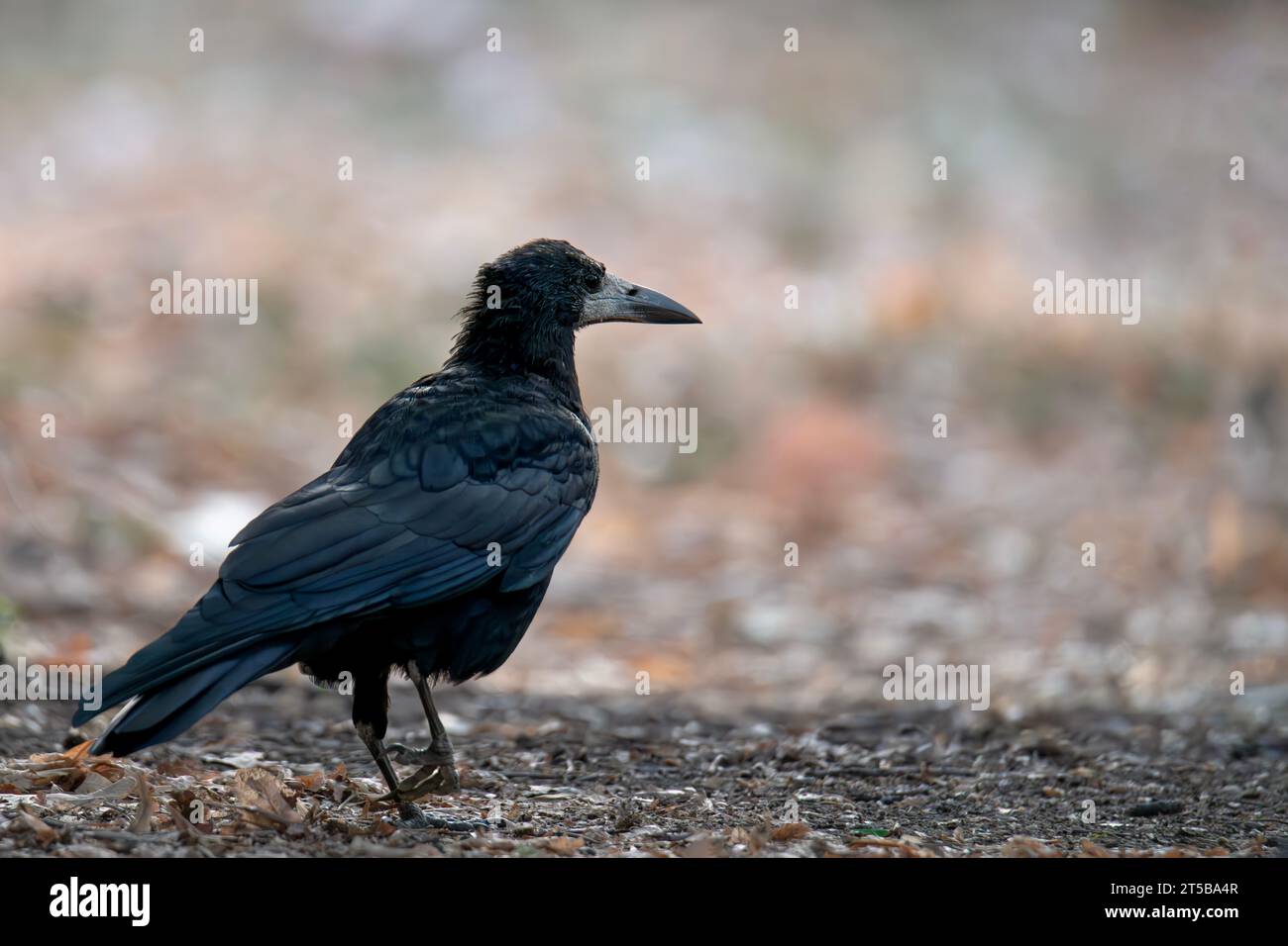 Common Raven (Corvus Corax), sitting on the ground in autumn nature ...