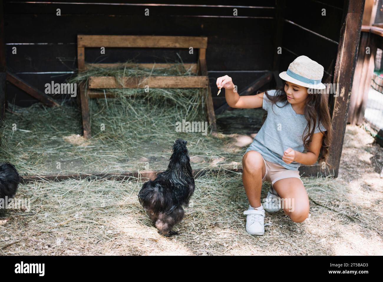Girl feeding hens farm Stock Photo - Alamy