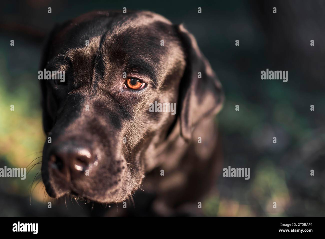 Close up black labrador retriever Stock Photo - Alamy