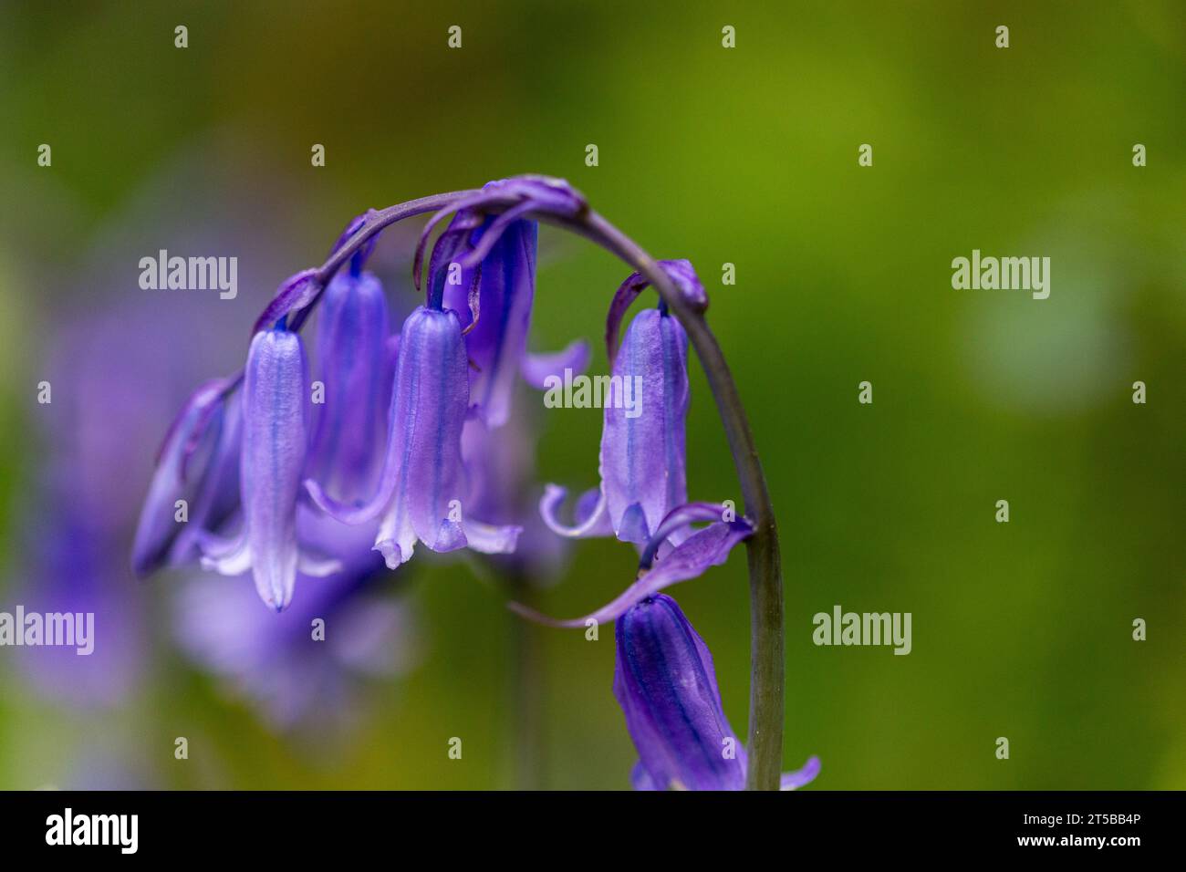 Close up Detail of a Bluebell Flower (Hyacinthoides non-scripta ...