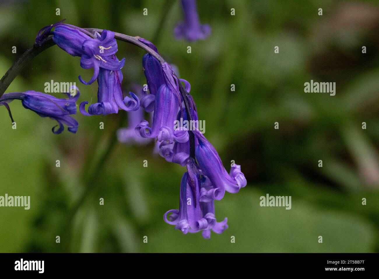 Close up Detail of a Bluebell Flower (Hyacinthoides non-scripta ...