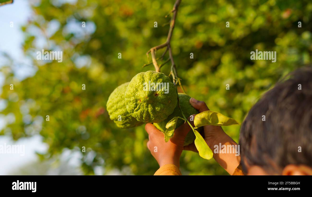 Little children hands holding a bunch of green lime or lemon. Fresh raw ...