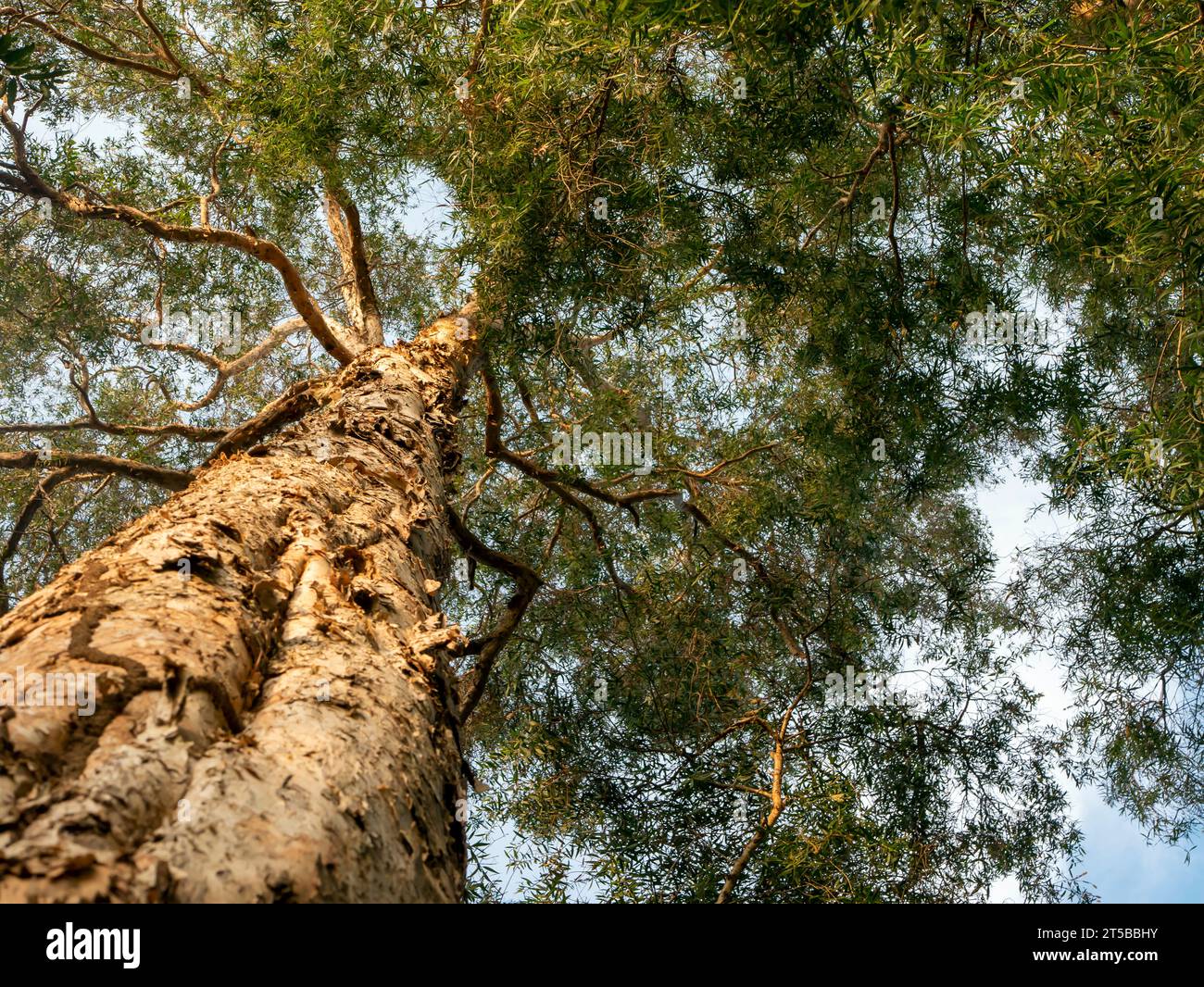 A Melaleuca cajuputi giant tree, commonly known as cajuput Stock Photo ...