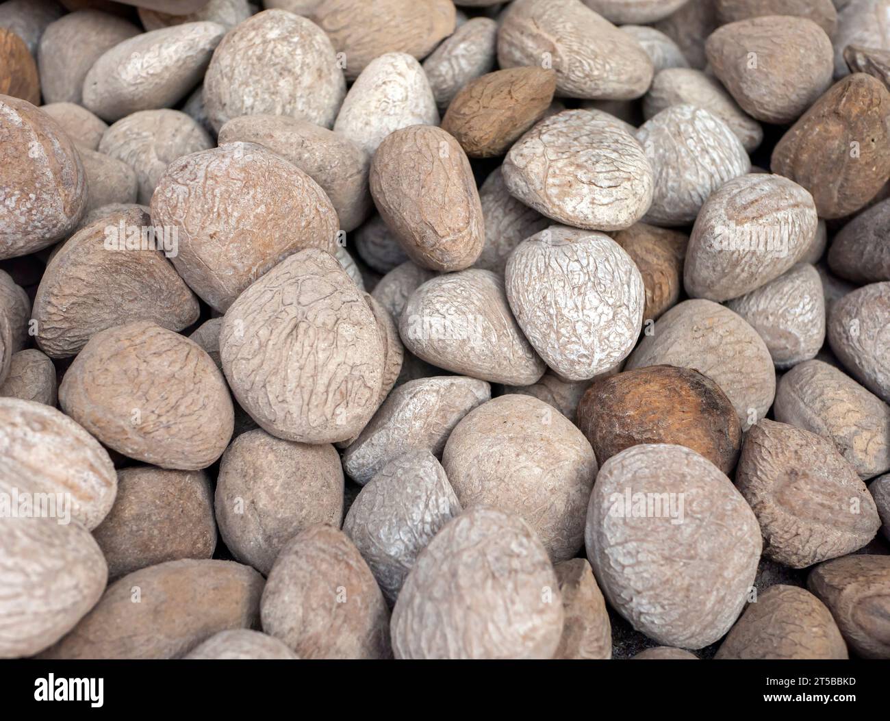 Pile of Keluak, Kluwek, Pangium edule in traditional market in ...