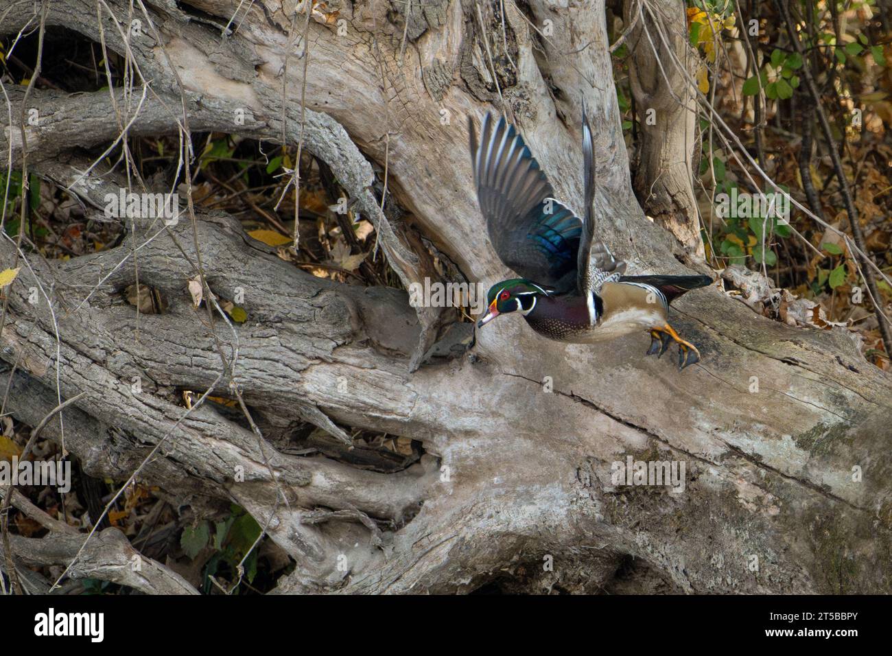 Wood Duck takes flight from fallen tree • Stewart Park, Ithaca NY ...