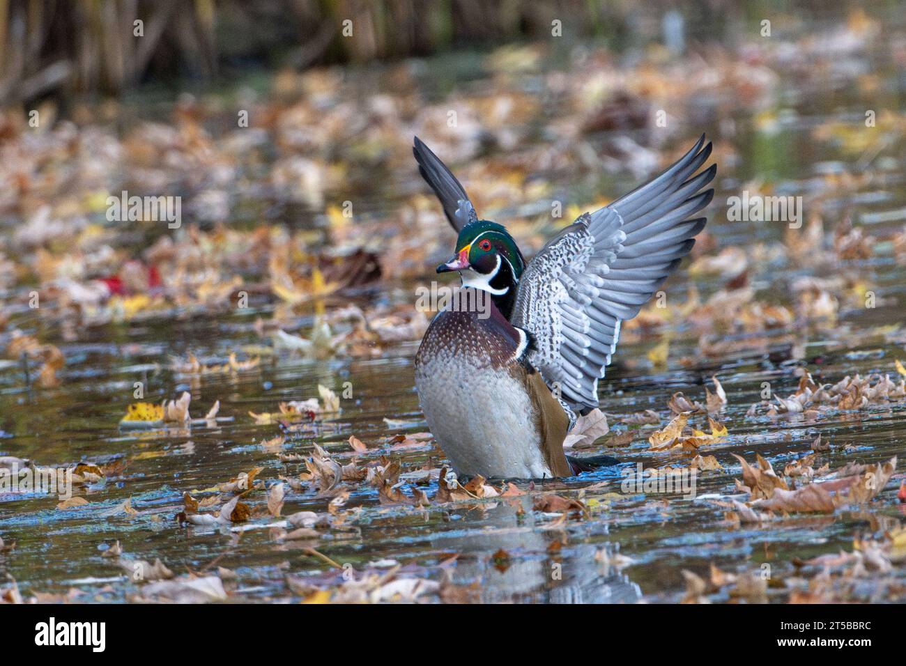 Wood Duck male rises from water to flap its wings • Stewart Park ...