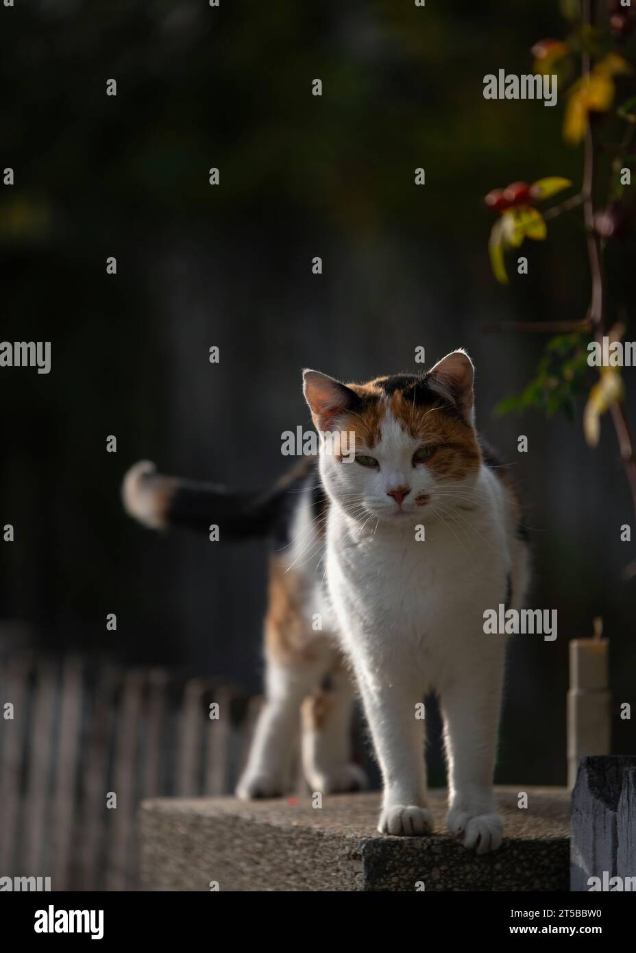Striped pole cat hi-res stock photography and images - Alamy