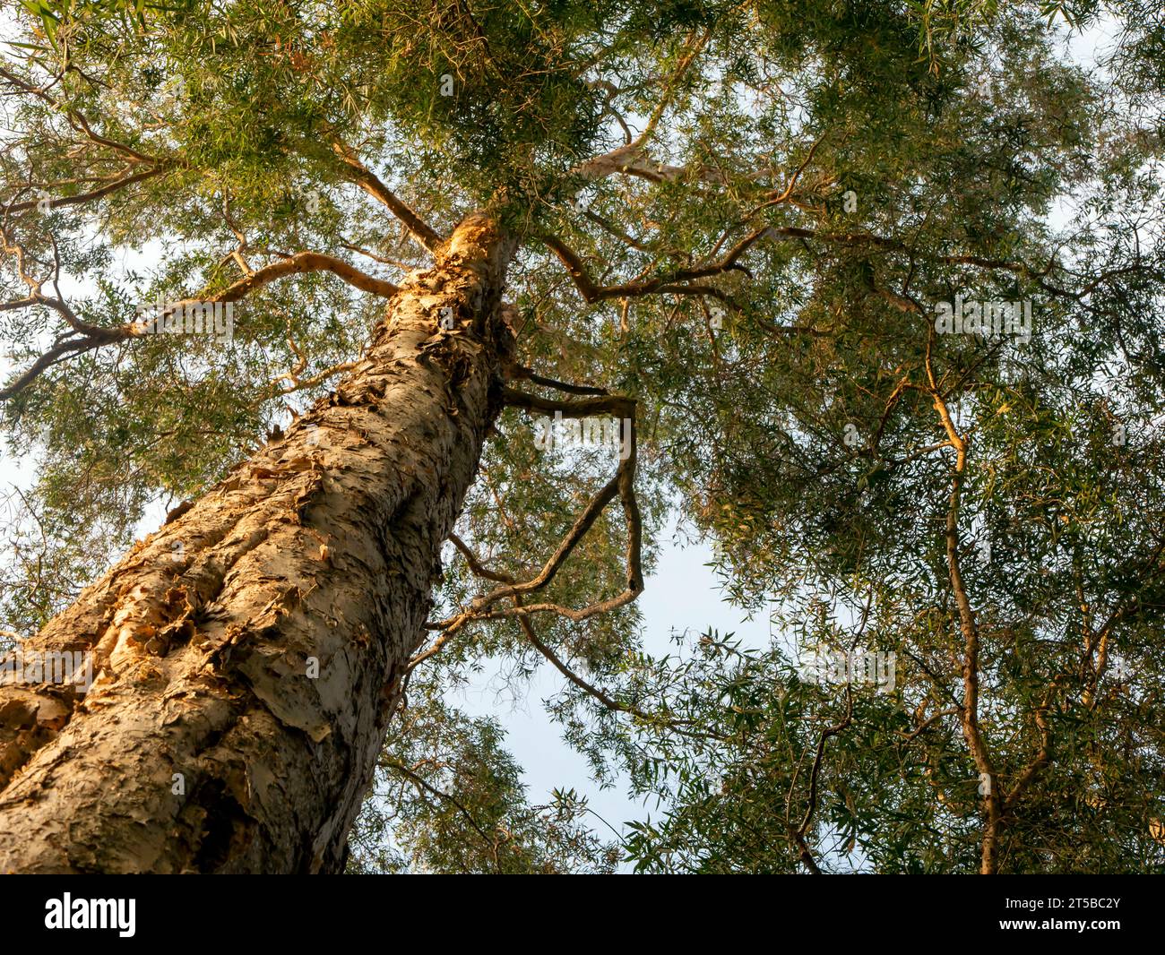 A Melaleuca cajuputi giant tree, commonly known as cajuput Stock Photo ...