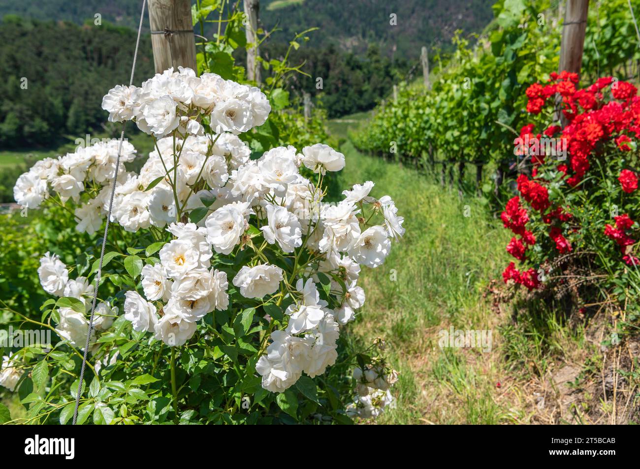 White rose tree hi-res stock photography and images - Alamy