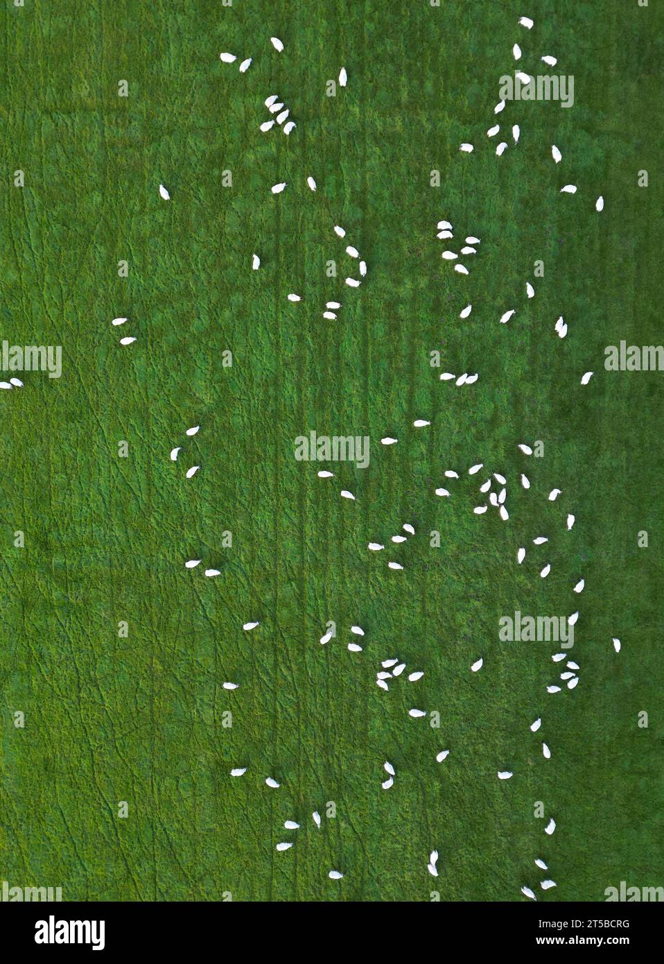 Aerial view of flock of sheep in a random pattern in a grass field in ...