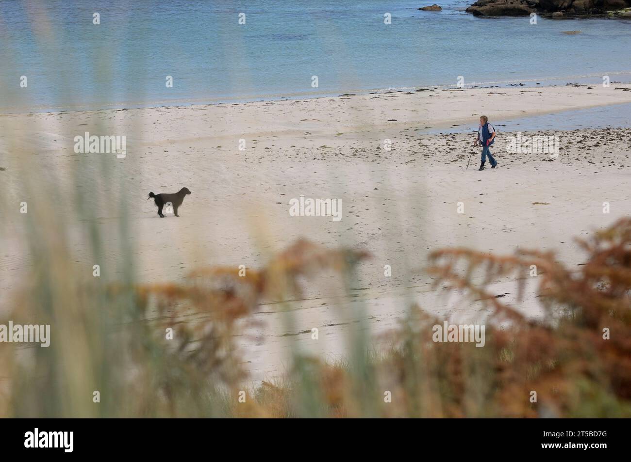 A woman walking her dog along Pentle Bay beach Tresco Isles of Scilly ...