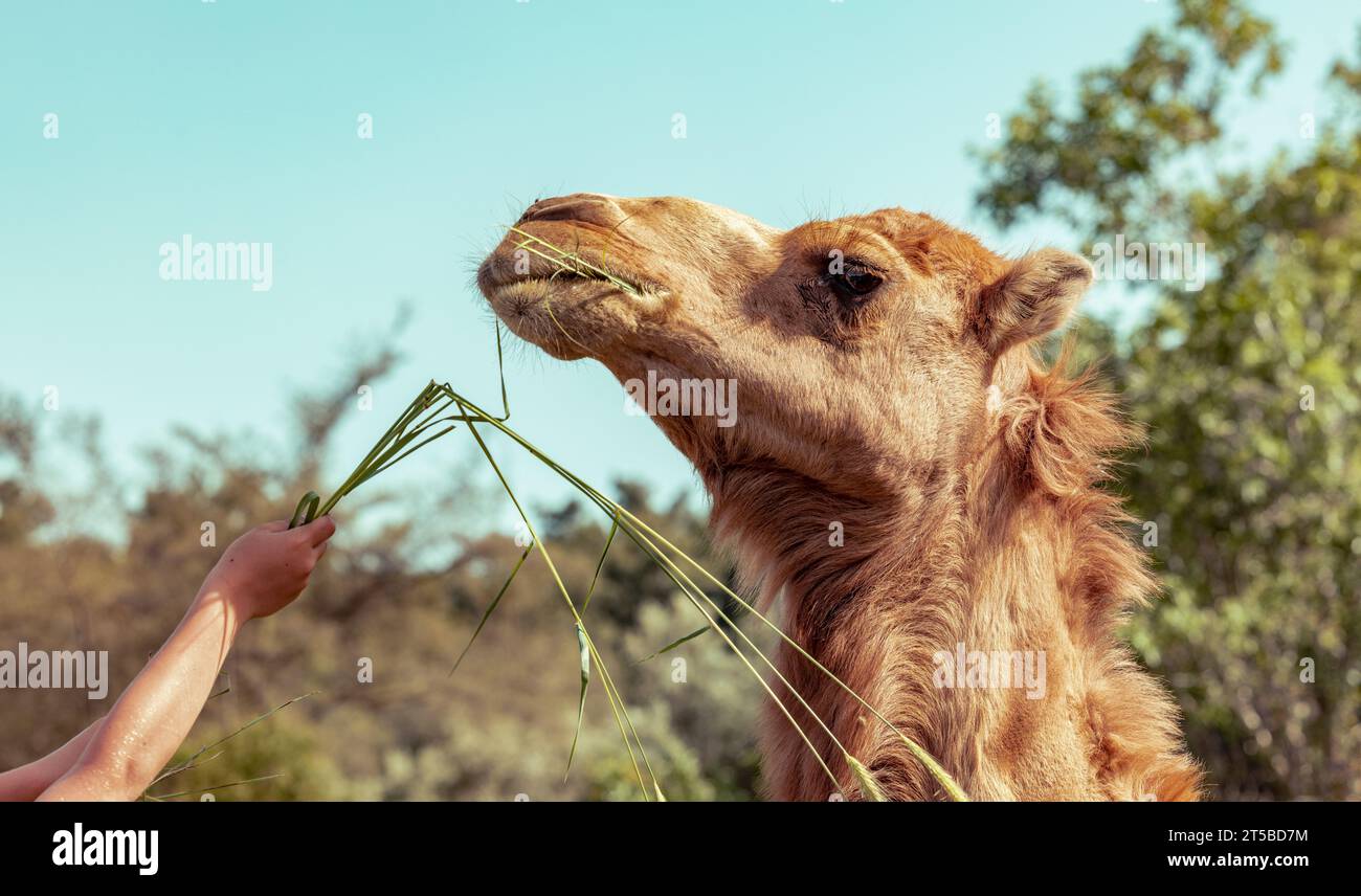 Eating someone's food hi-res stock photography and images - Alamy