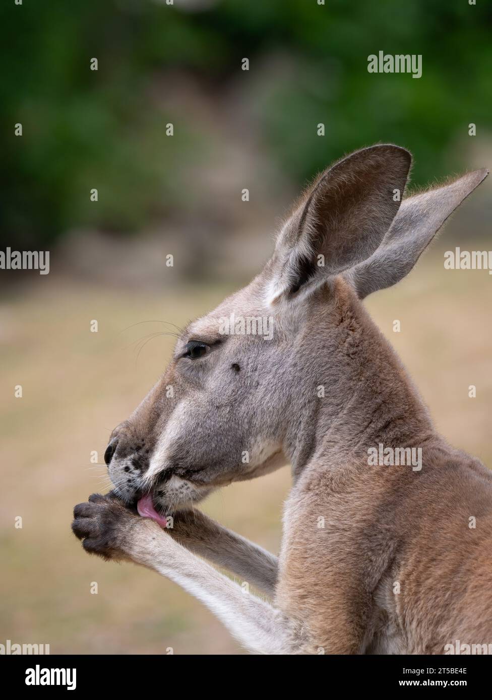 Kangaroo with bokeh hi-res stock photography and images - Alamy