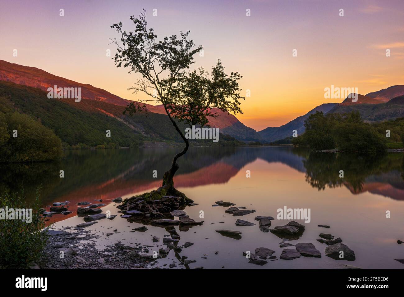 The famous lone Tree in the Padarn Lake in Llanberis, Wales Stock Photo ...