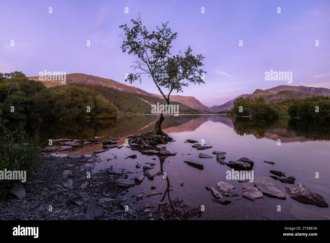 The famous lone Tree in the Padarn Lake in Llanberis, Wales Stock Photo ...