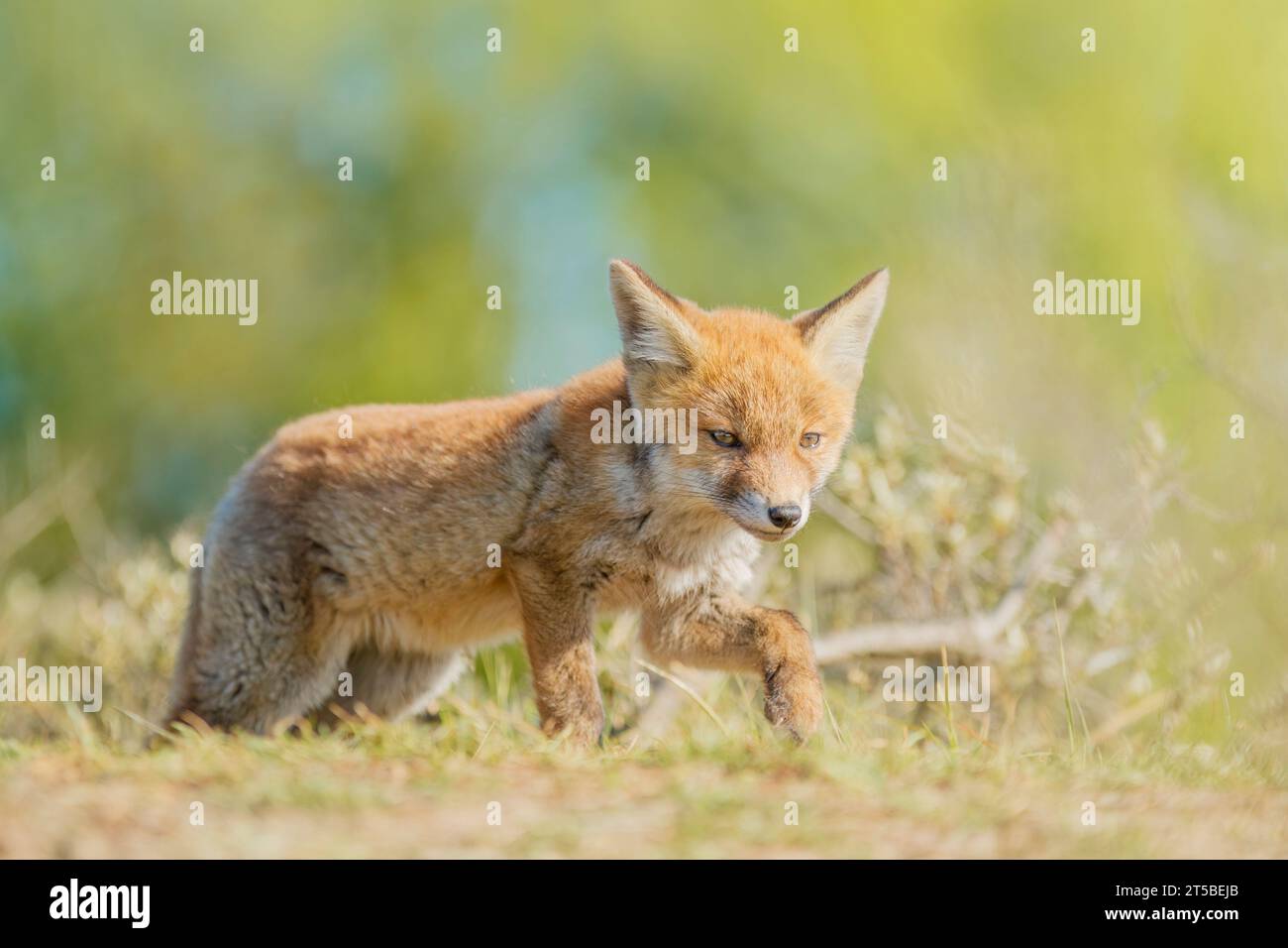 Juvenile Red Fox, Vulpes vulpes Stock Photo - Alamy