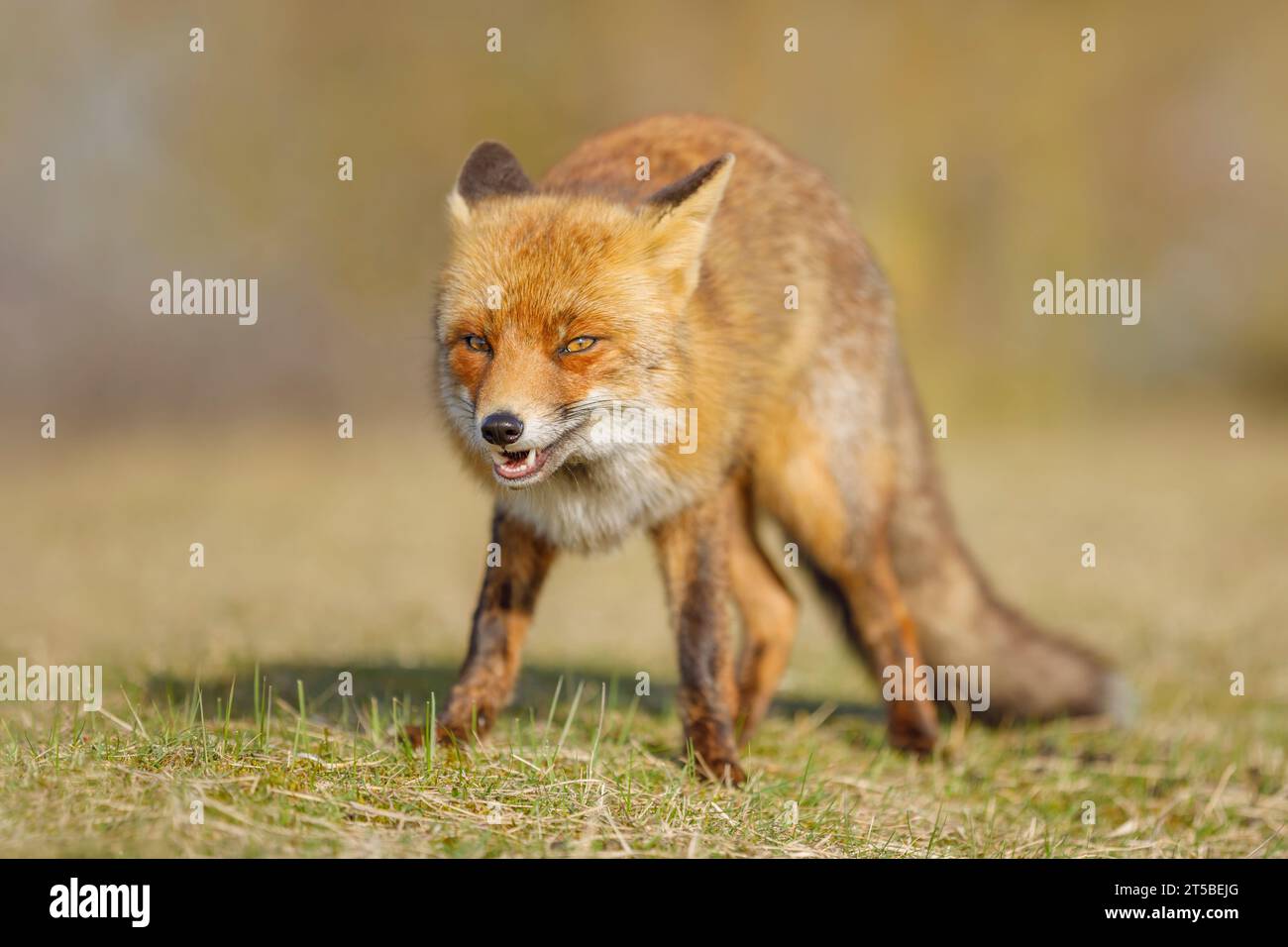Scared fox hi-res stock photography and images - Alamy