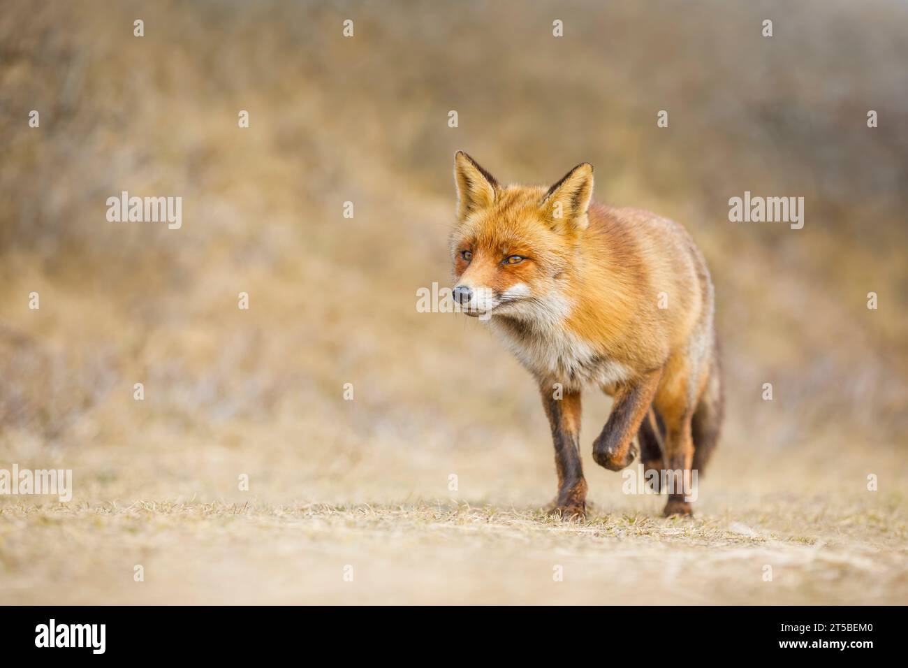 Red Fox, Vulpes vulpes; Netherlands, Holland Stock Photo - Alamy