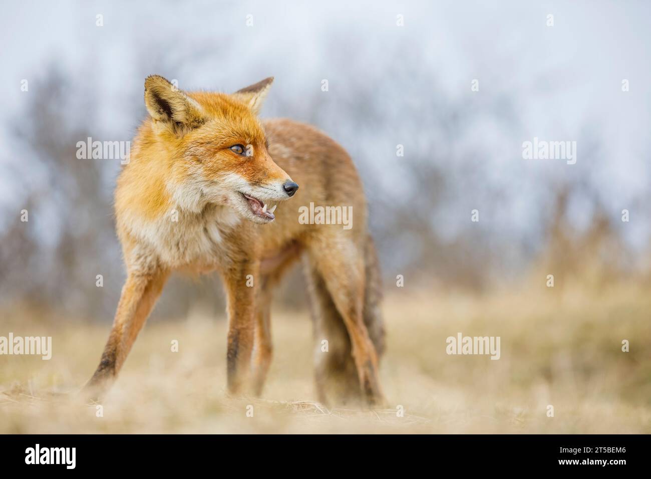 Attentive red fox vulpes hi-res stock photography and images - Alamy