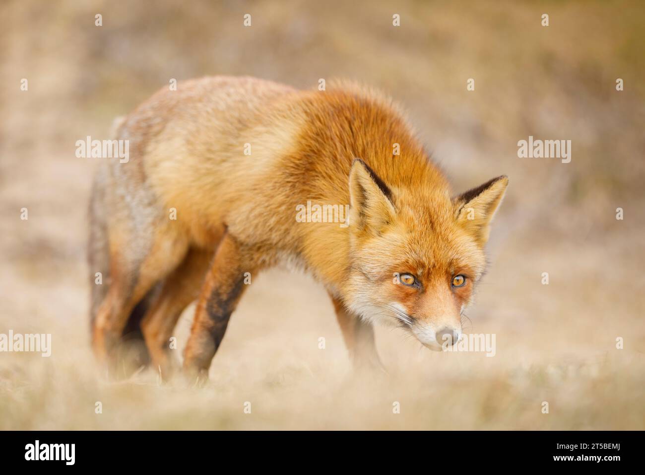 Predator lurking hi-res stock photography and images - Alamy