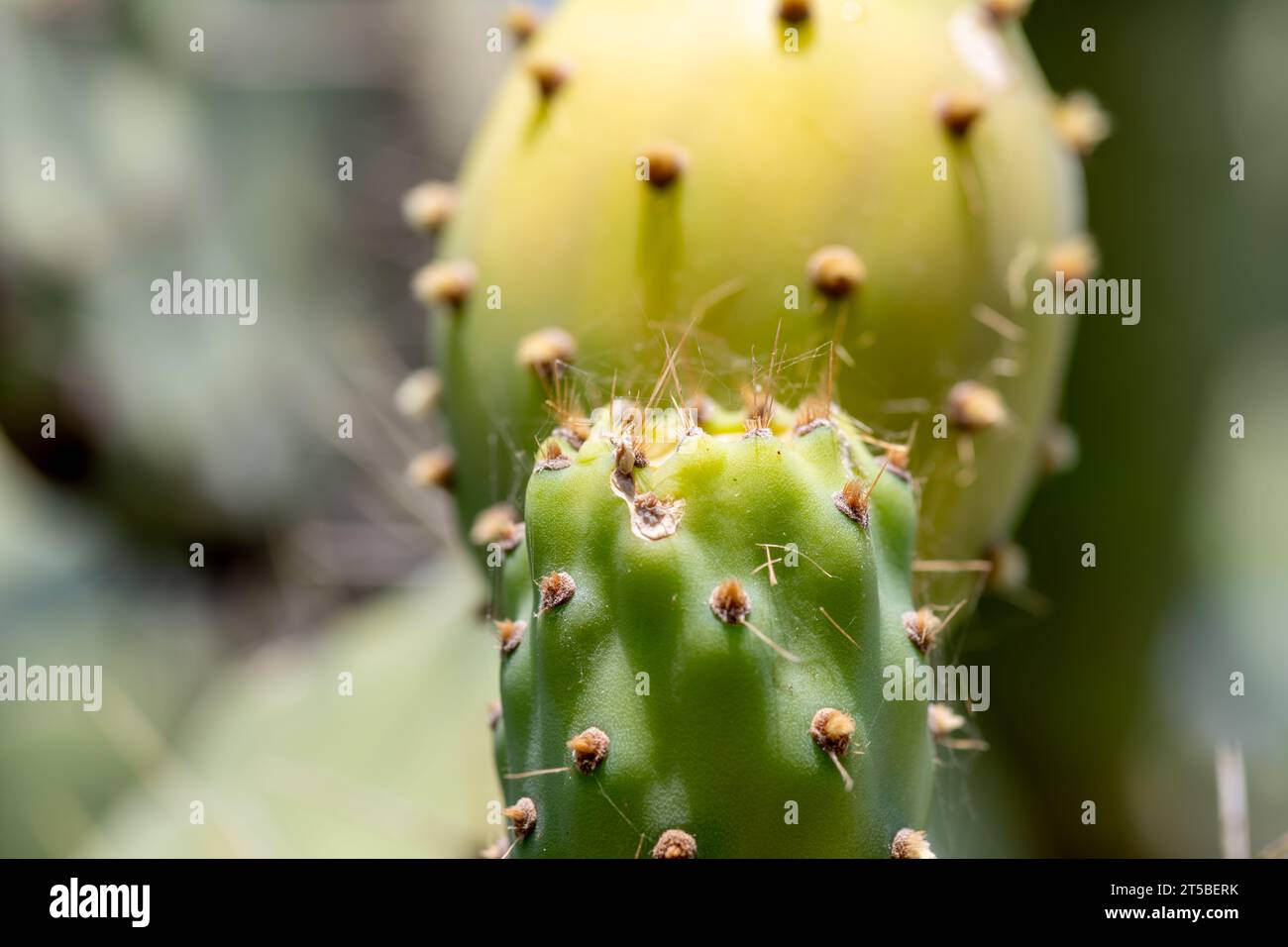 Close up of ripe prickly pears on the cactus plant showing the fine ...