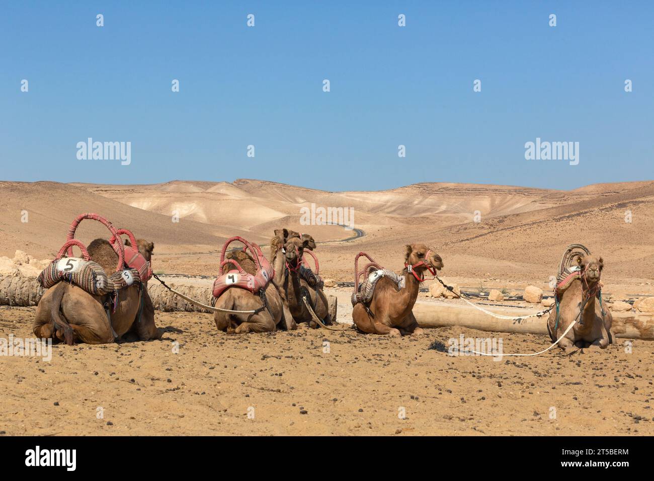 Domesticated camels in the desert of Israel ready for tourists tour ...