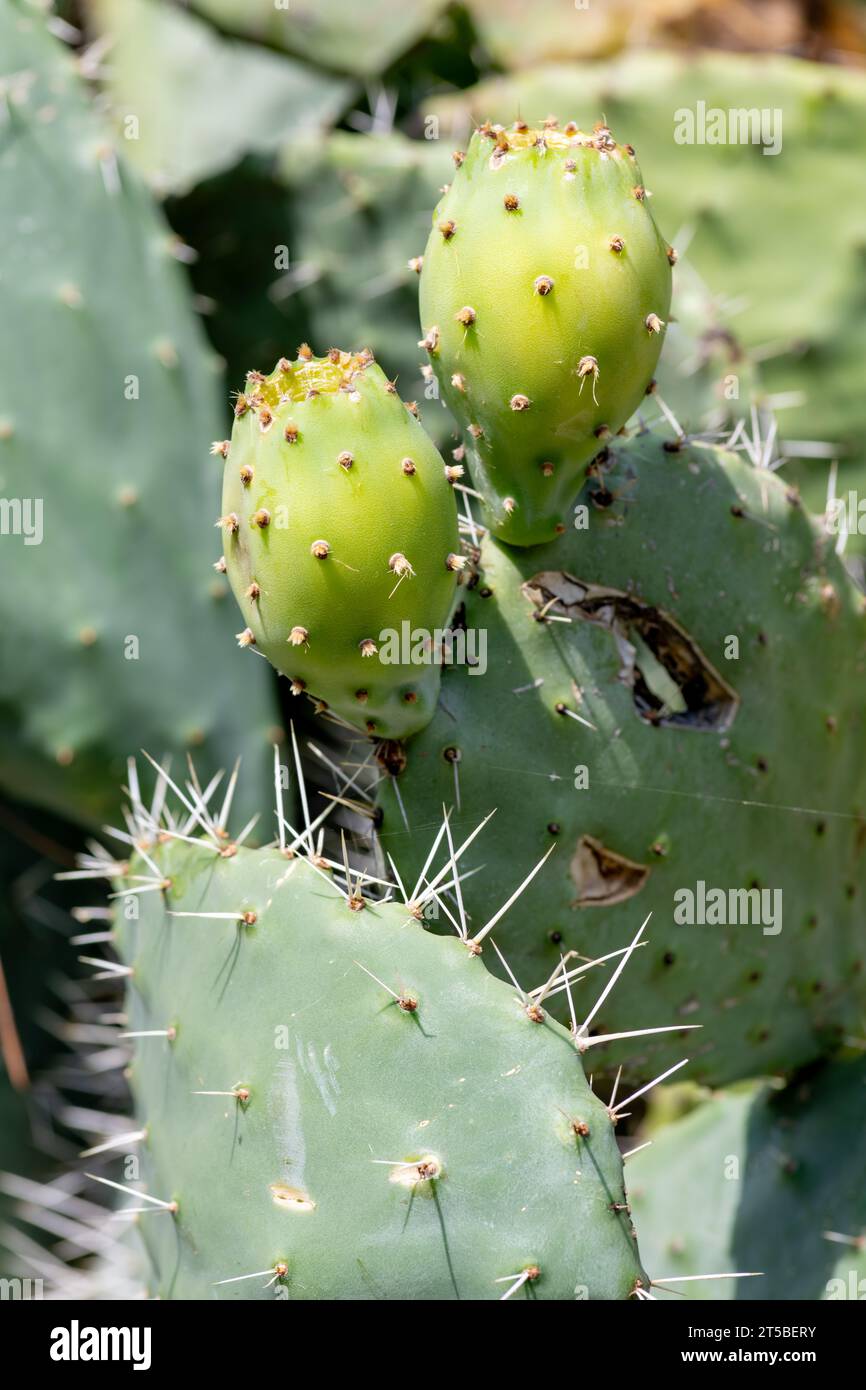 Green prickly pears growing on the cactus plant showing the fine ...