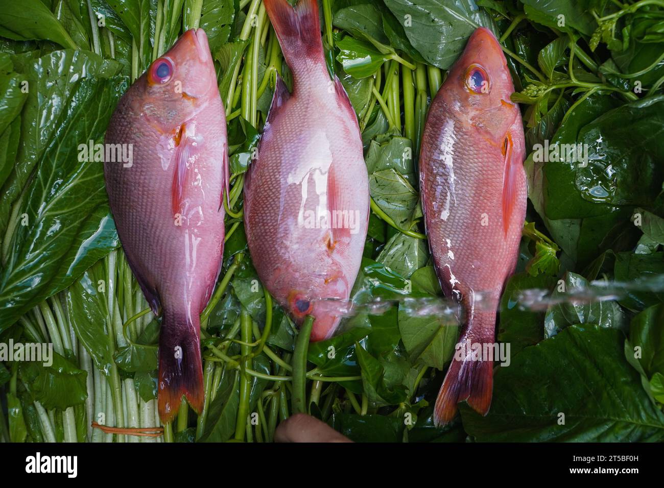 Three fresh raw red fish on green natural groceries are prepared before ...
