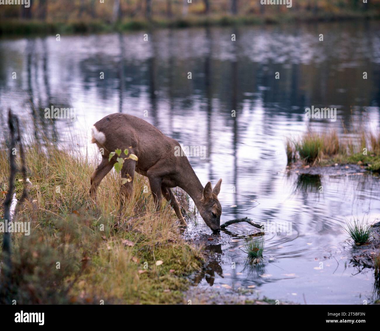 Poland. Roe Deer drinking from lake. (Capreolus capreolus Stock Photo ...