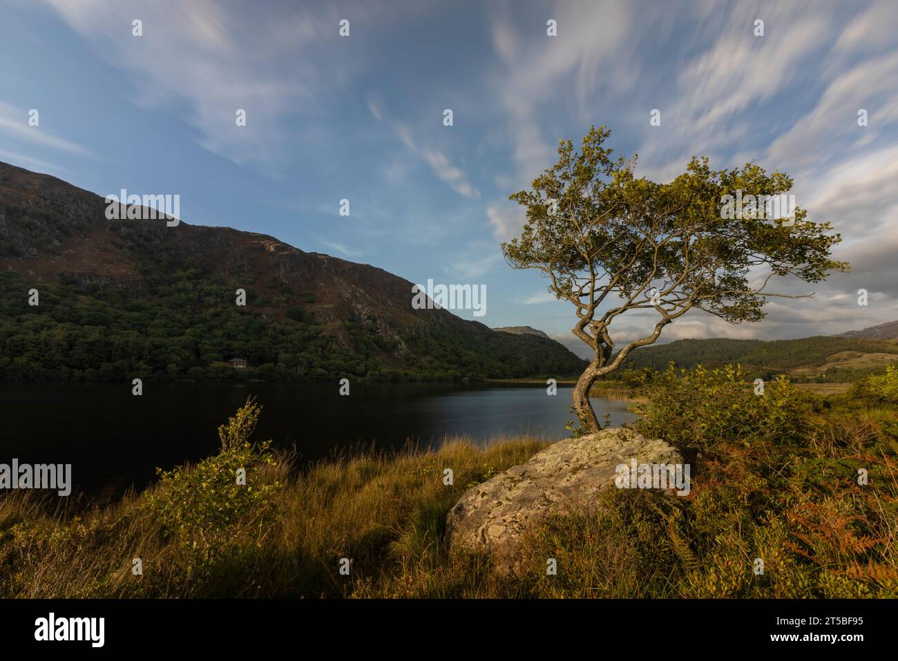 The iconic lone tree at the shore of Llyn Dinas in Snowdonia National ...