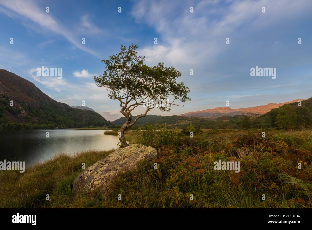 The iconic lone tree at the shore of Llyn Dinas in Snowdonia National ...