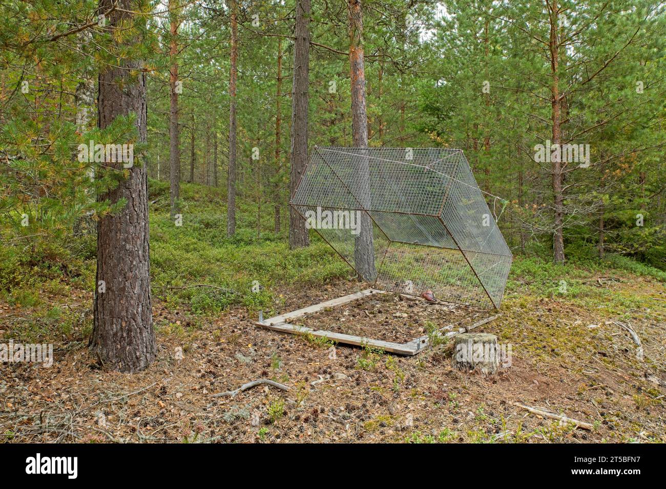 A wire box trap set in the forest to catch and remove common raccoon ...